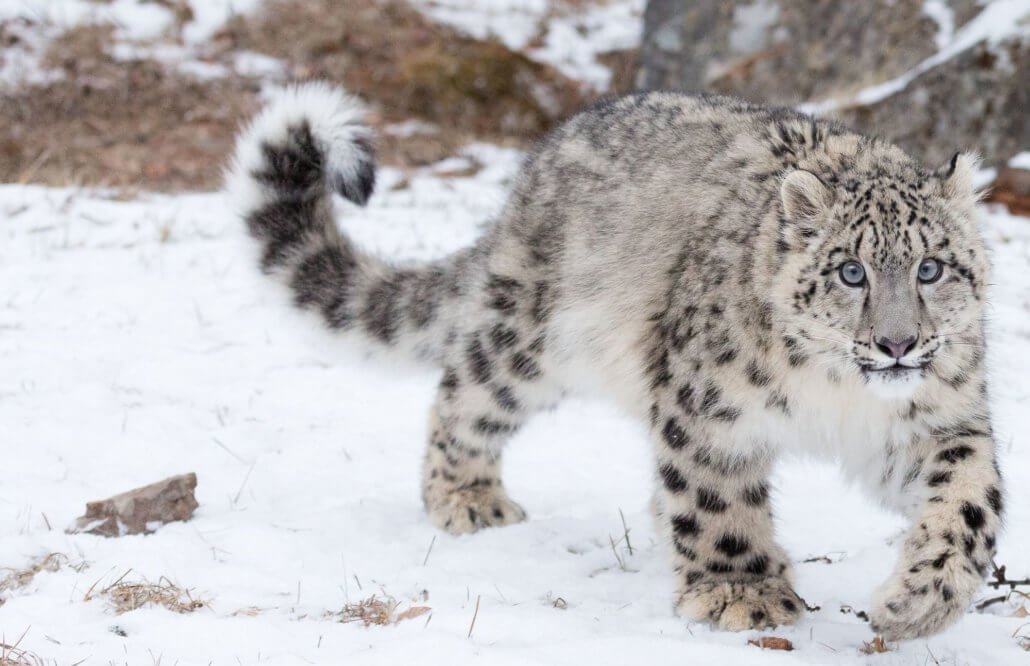 Raubkatzen - Safaris zu den Katzen der Wildnis bei JOURNEY D.LUXE