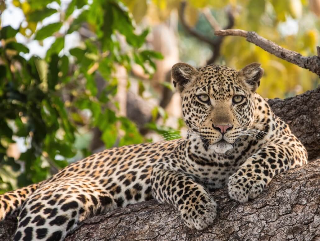 Raubkatzen - Safaris zu den Katzen der Wildnis bei JOURNEY D.LUXE