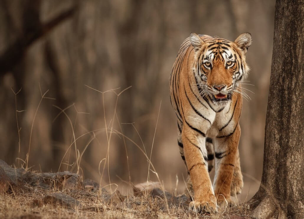 Raubkatzen - Safaris zu den Katzen der Wildnis bei JOURNEY D.LUXE